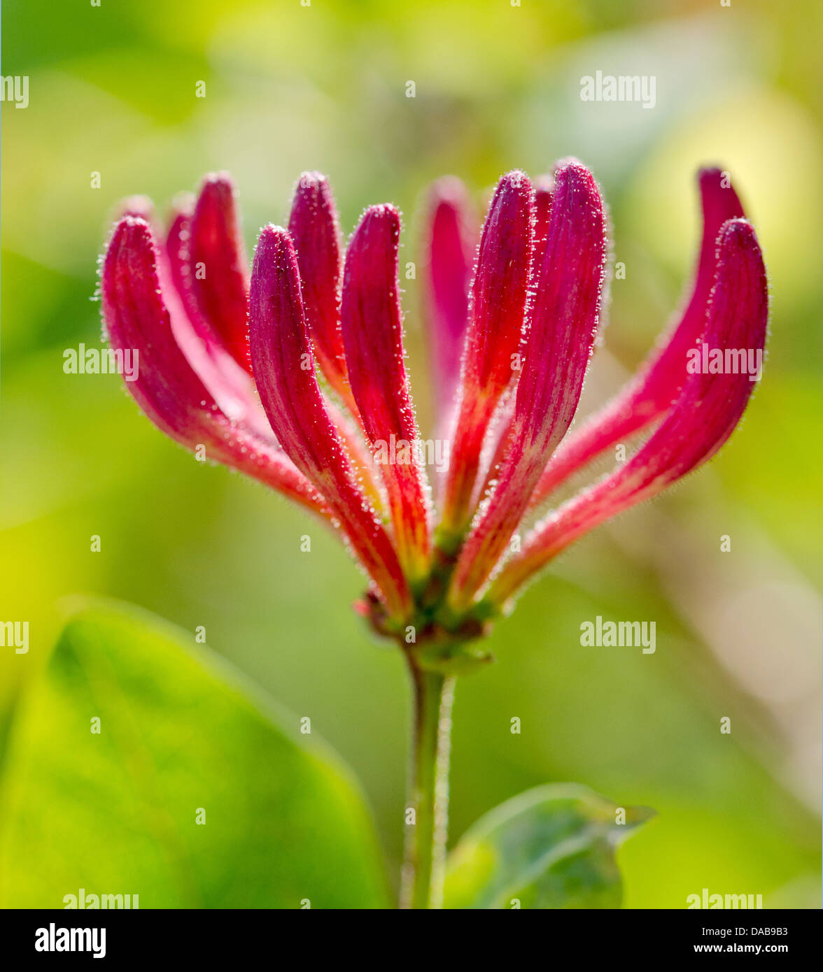Red honeysuckle flower hi-res stock photography and images - Alamy