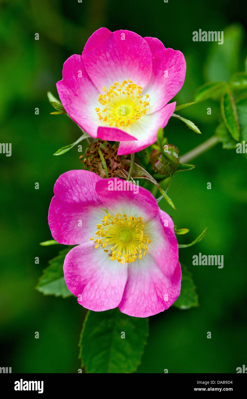 Wild Rose ,Rosa Canina Stock Photo - Alamy
