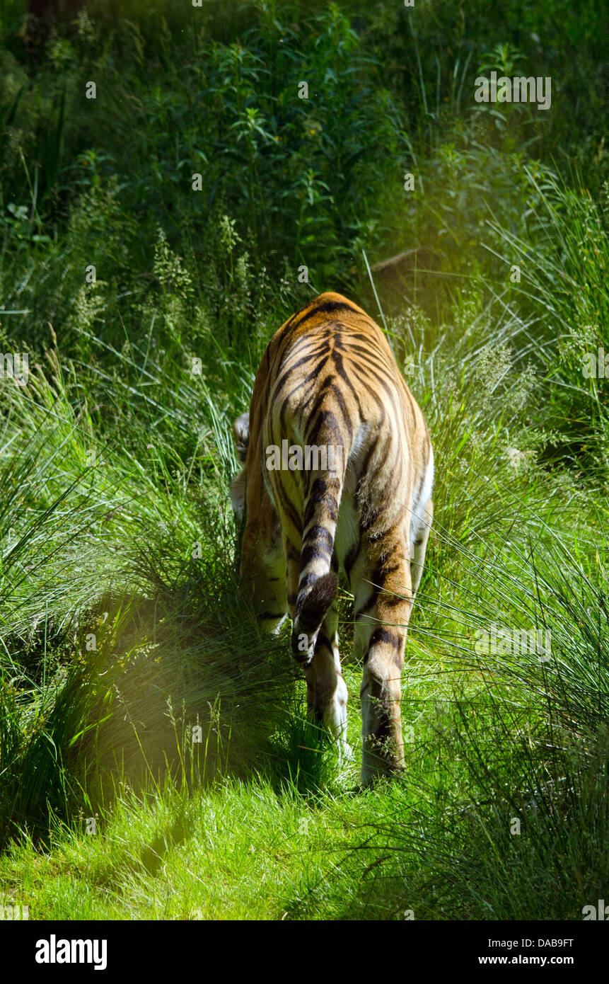 Tiger walking back hi-res stock photography and images - Alamy