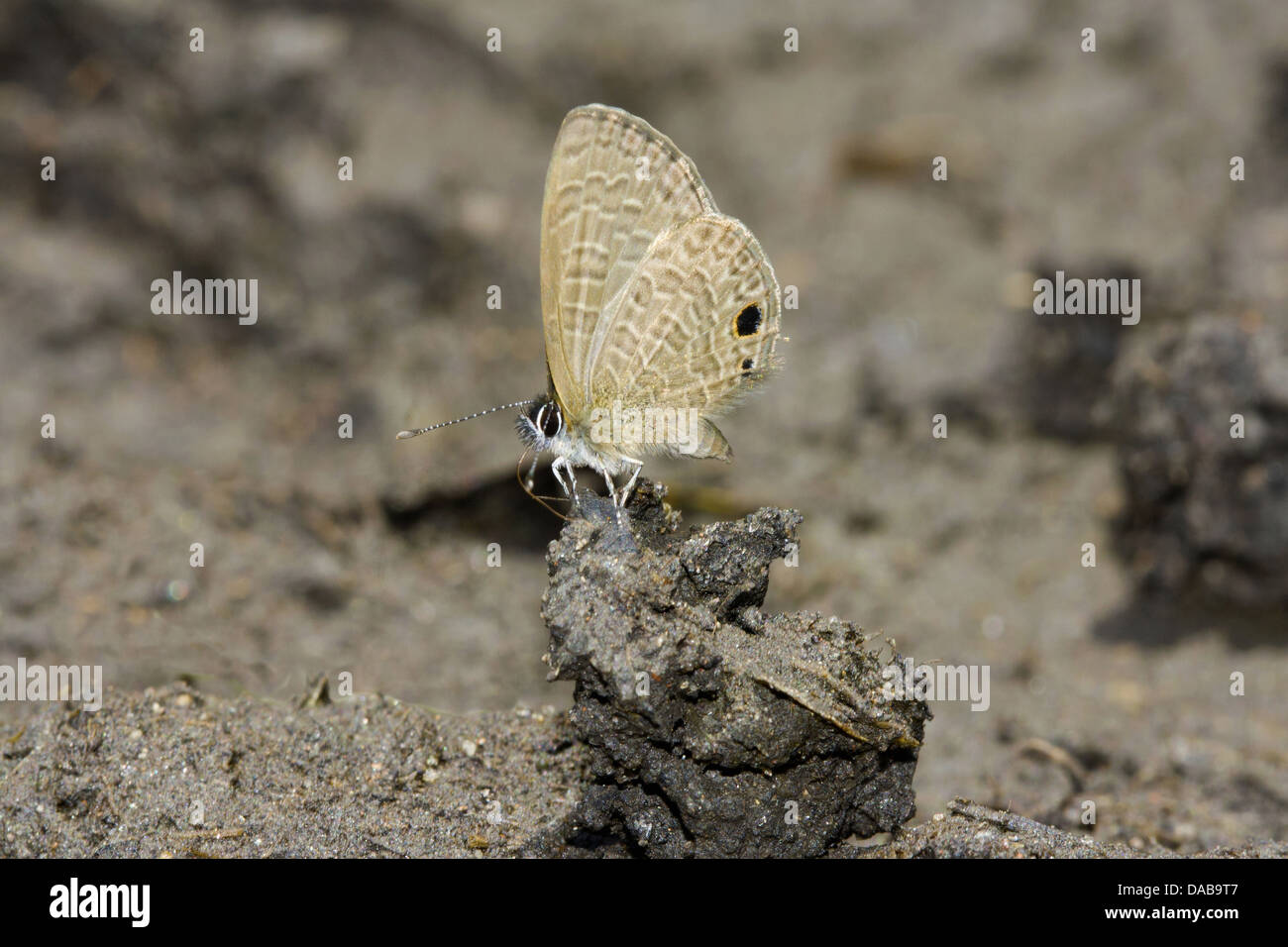 Laius hi-res stock photography and images - Alamy