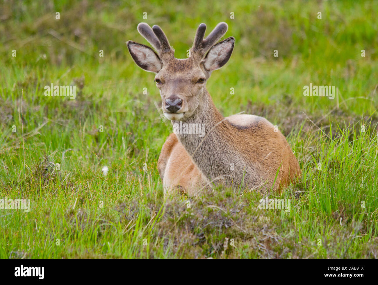 Looking forward animal buck hi-res stock photography and images - Alamy
