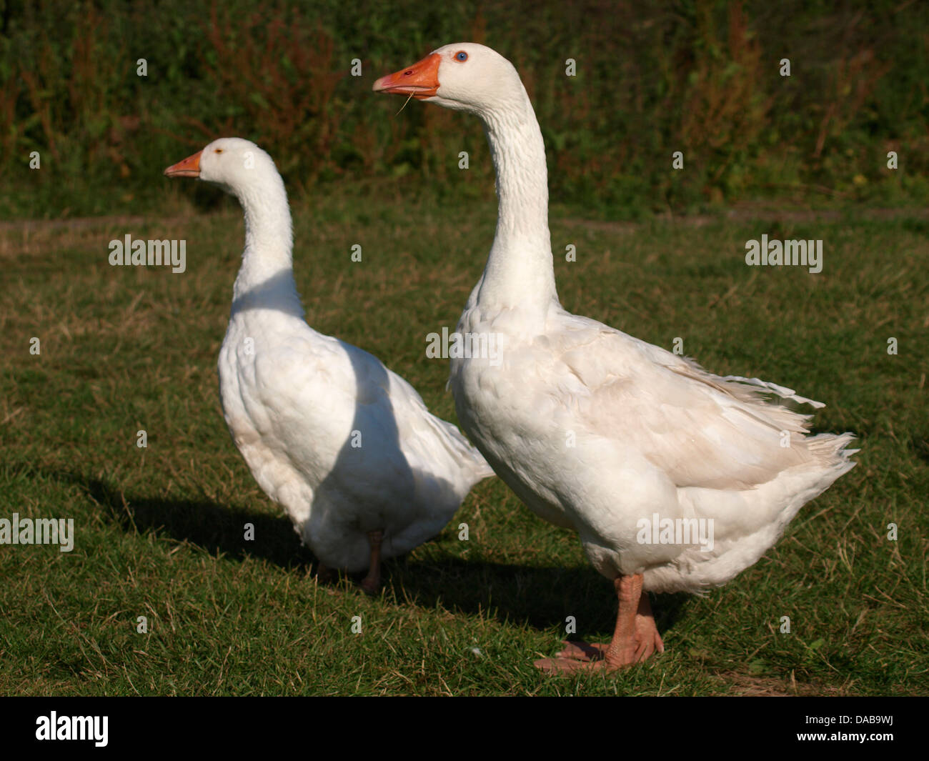 Domestic geese, UK 2013 Stock Photo - Alamy