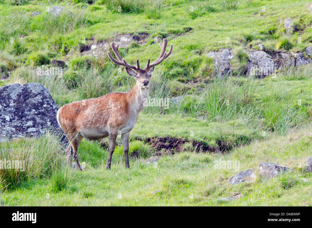 Stag with velvet hi-res stock photography and images - Alamy
