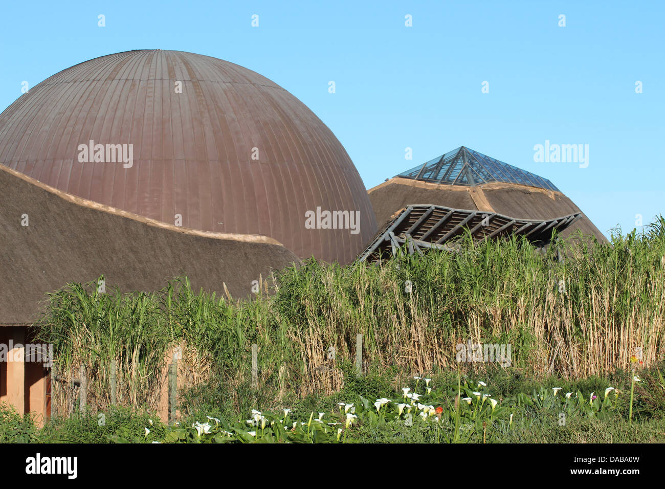 Wild lilies hi-res stock photography and images - Alamy