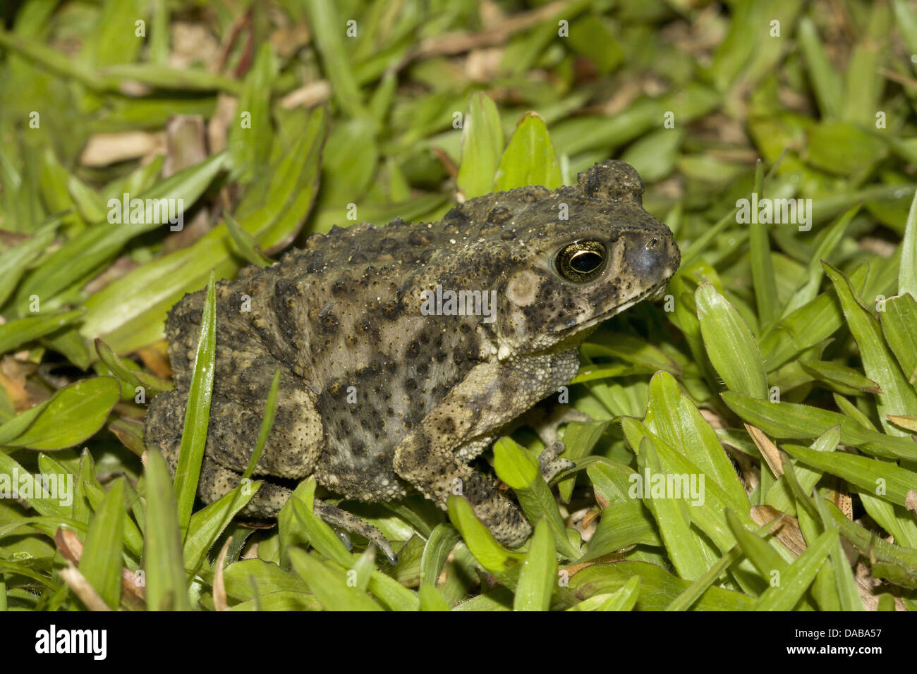 Toad , Golaghat District, Assam INDIA Stock Photo - Alamy