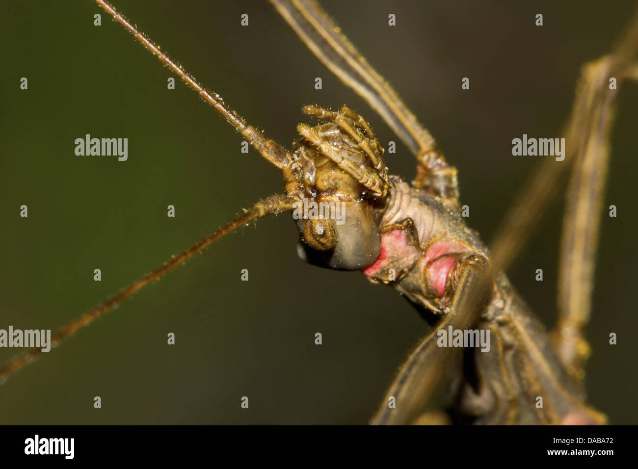 Stick Insect Family Phylliidae Golaghat District, Assam, INDIA Stock ...