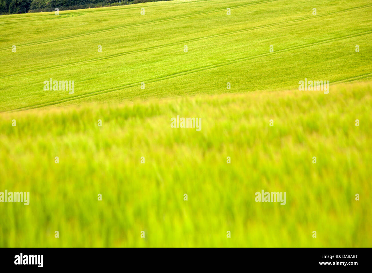 Wheat Blowing In The Wind High Resolution Stock Photography and Images ...