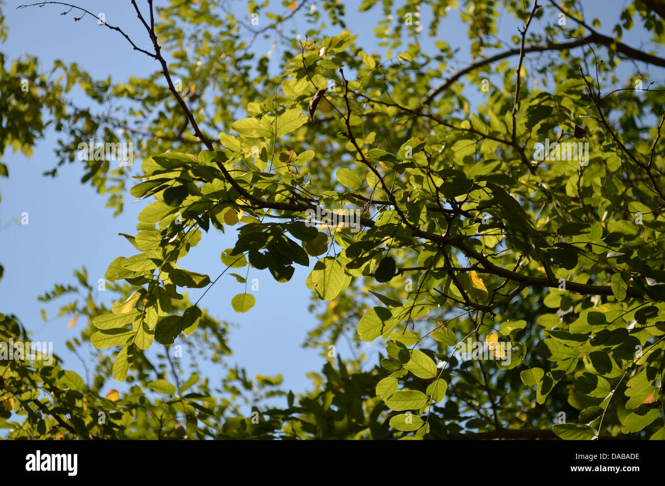 Summer season picture hi-res stock photography and images - Alamy