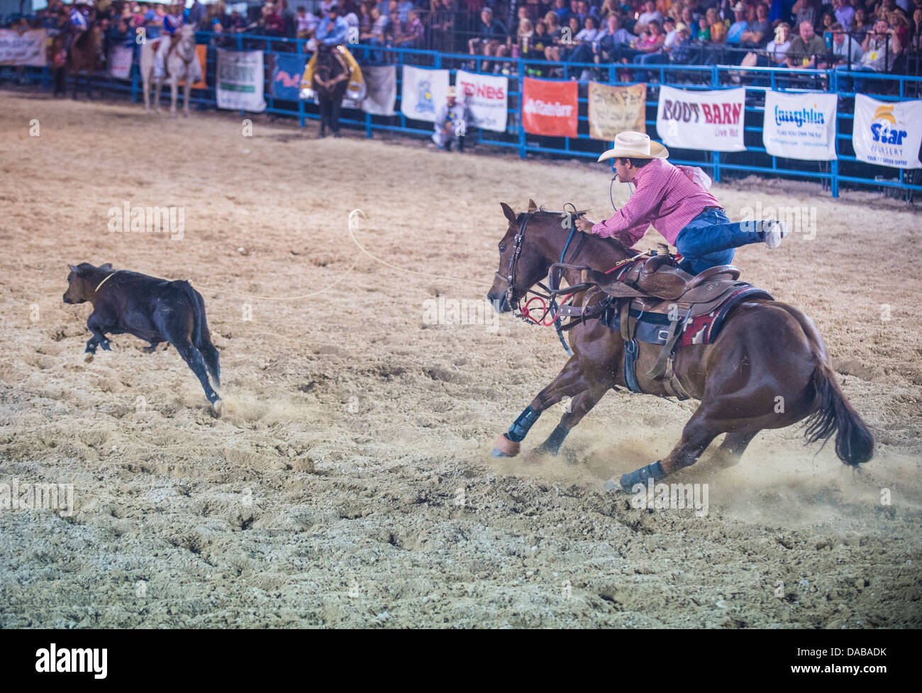 Cowboy Participant in a Calf roping Competition at the Helldorado Days ...