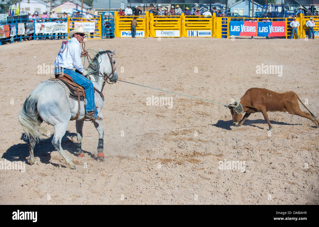 Cowboy Participant in a Calf roping Competition at the Helldorado Days ...