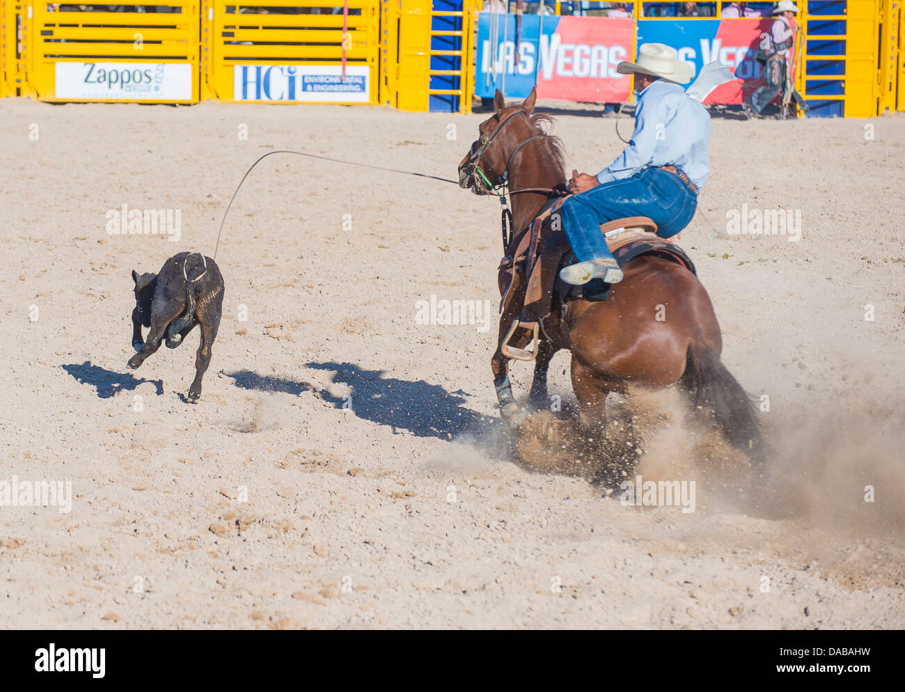 Cowboy Participant in a Calf roping Competition at the Helldorado Days ...