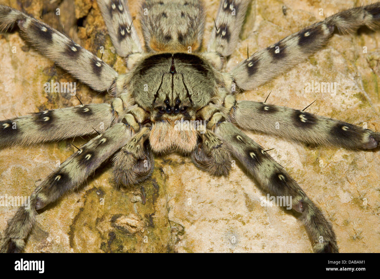HUNTSMAN SPIDER Sparassidae (formerly Heteropodidae) Location: Golaghat ...