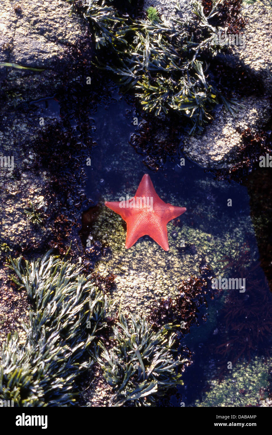 Tidal pool, Sonoma County, California, USA Stock Photo - Alamy