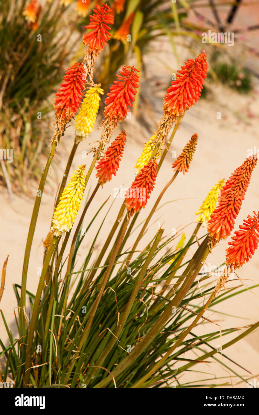 Red Hot Poker Torch Lilly Poker plant Stock Photo - Alamy