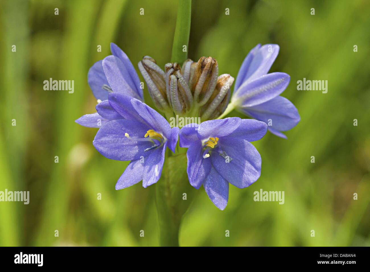 Flower of assam hi-res stock photography and images - Alamy