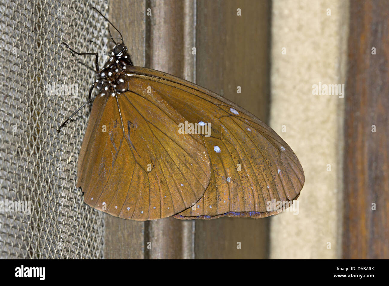 Striped Blue Crow Butterfly High Resolution Stock Photography and ...