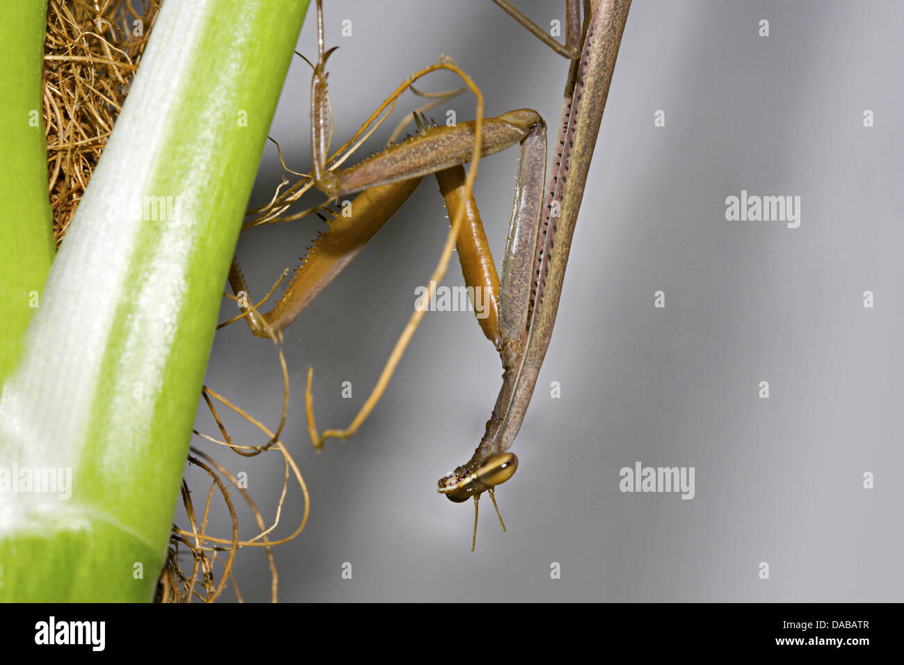 Praying Mantis. family Mantidae Golaghat District, Assam, INDIA Stock ...