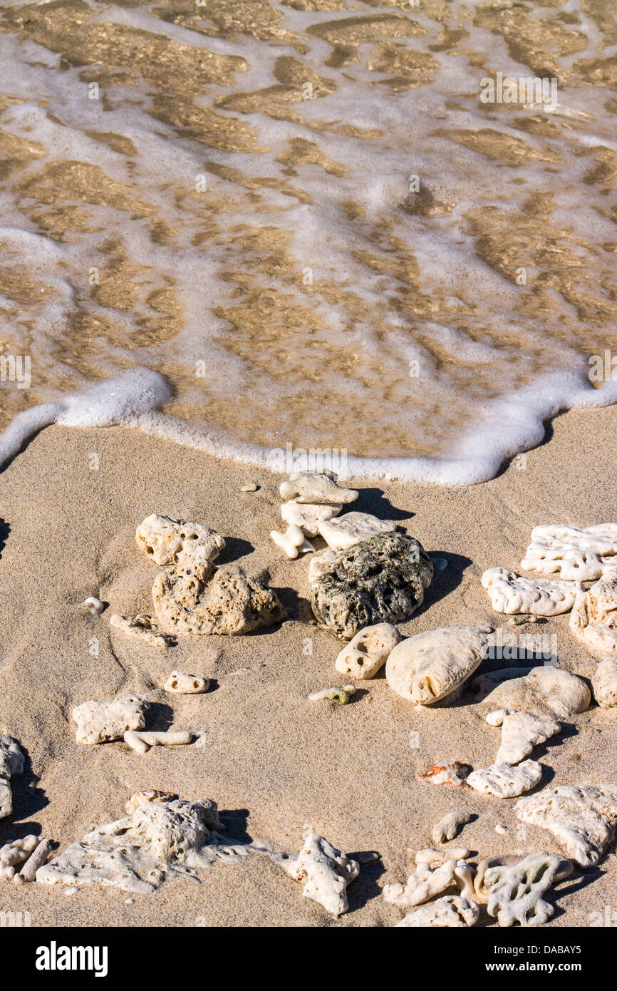 Coral and shell hi-res stock photography and images - Alamy