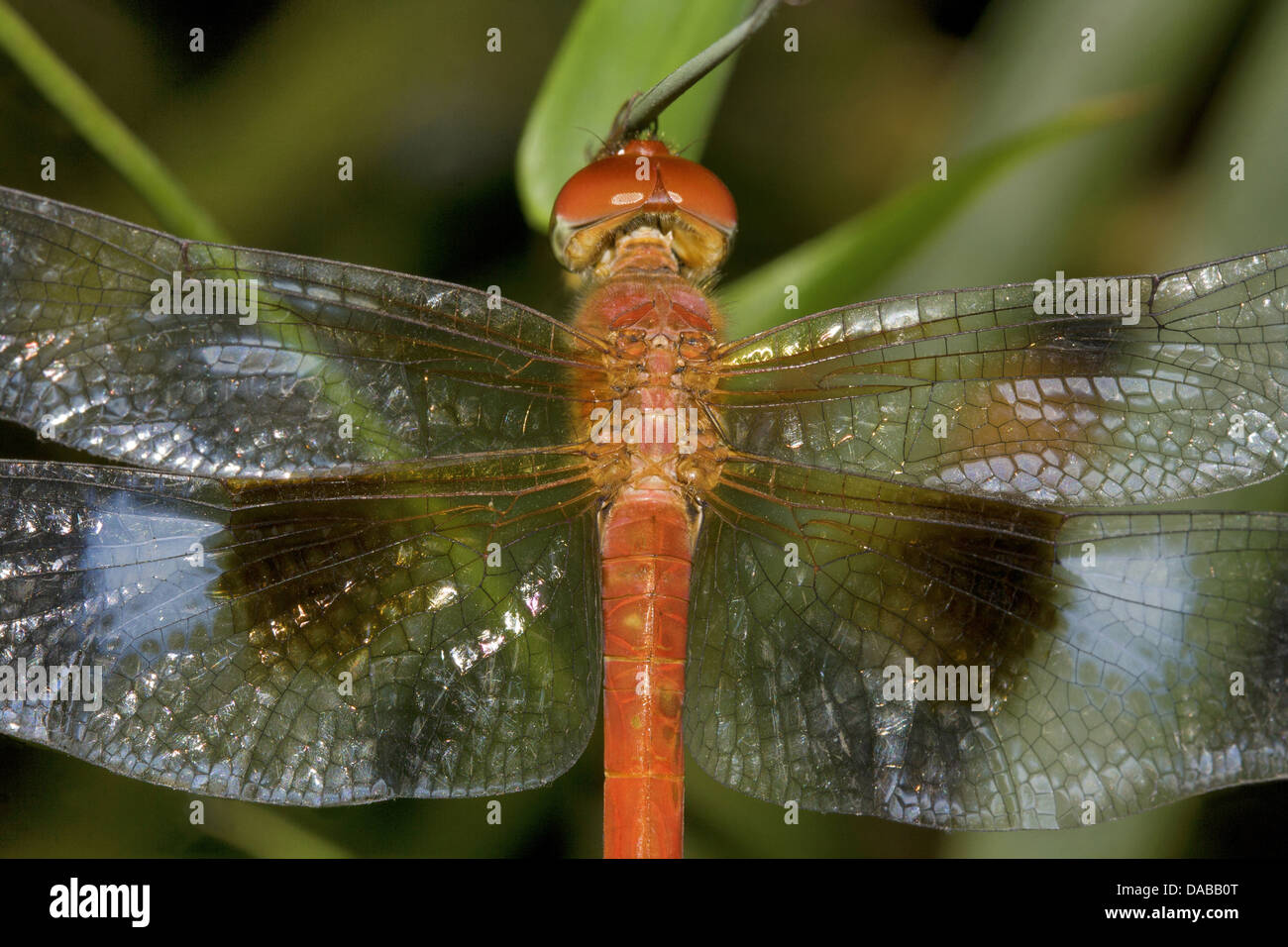 Dragonfly close up Location: Golaghat District, Assam Stock Photo - Alamy