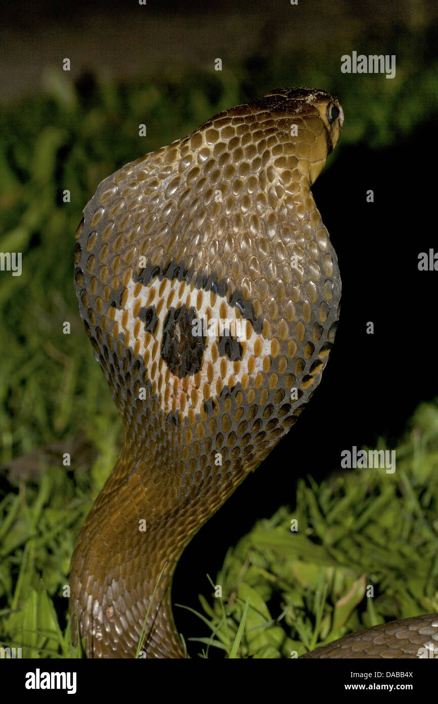 SPECTACLED COBRA. Naja naja. Venomous, common. Golaghat District, Assam ...