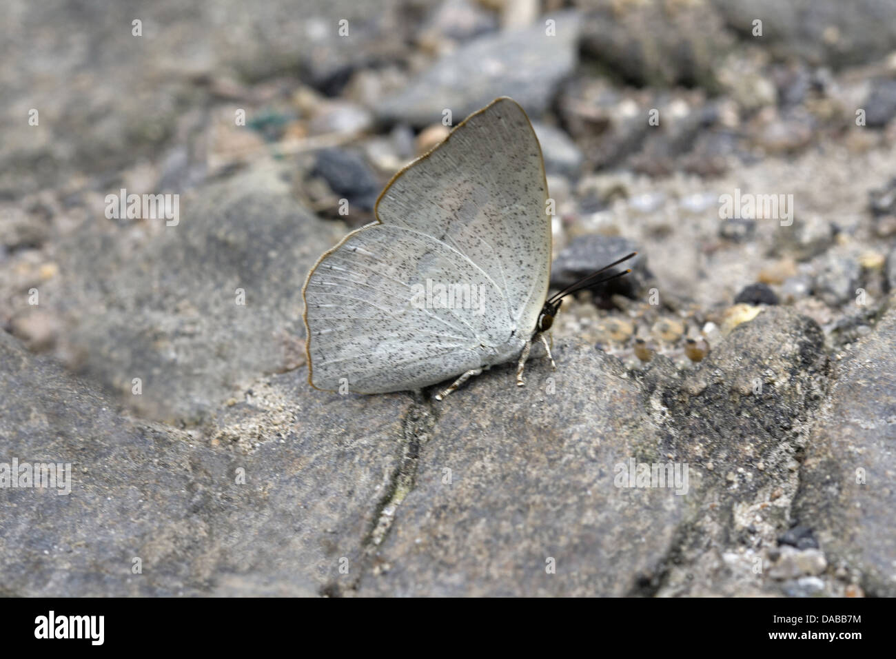 SUNBEAM BUTTERFLY Curetis thetis Golaghat District, Assam, INDIA Stock ...