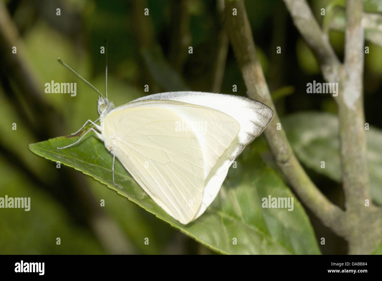COMMON ALBATROSS Appias albina Pieridae Golaghat District, Assam, INDIA ...