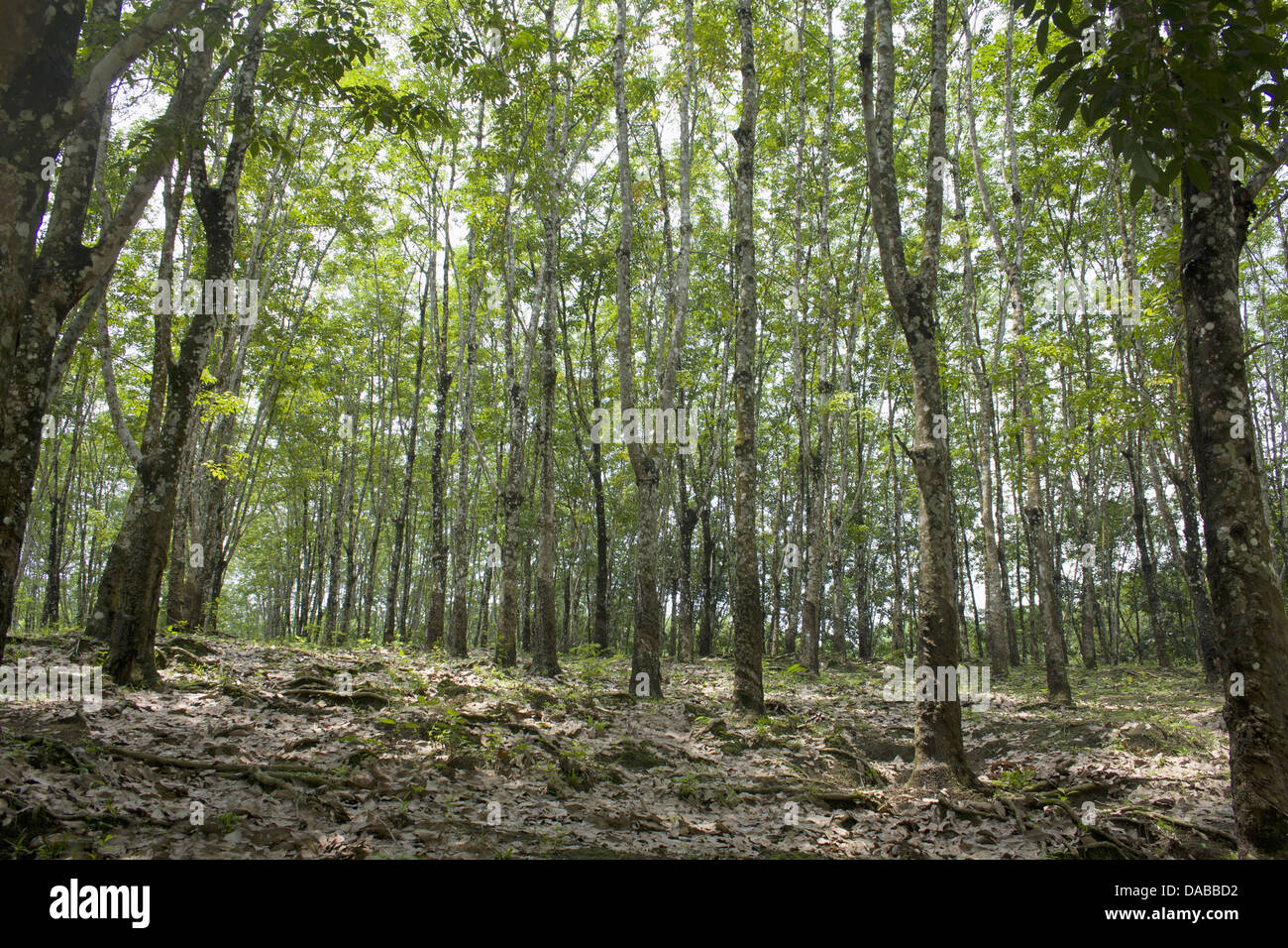 Beautiful landscape of assam hi-res stock photography and images - Alamy