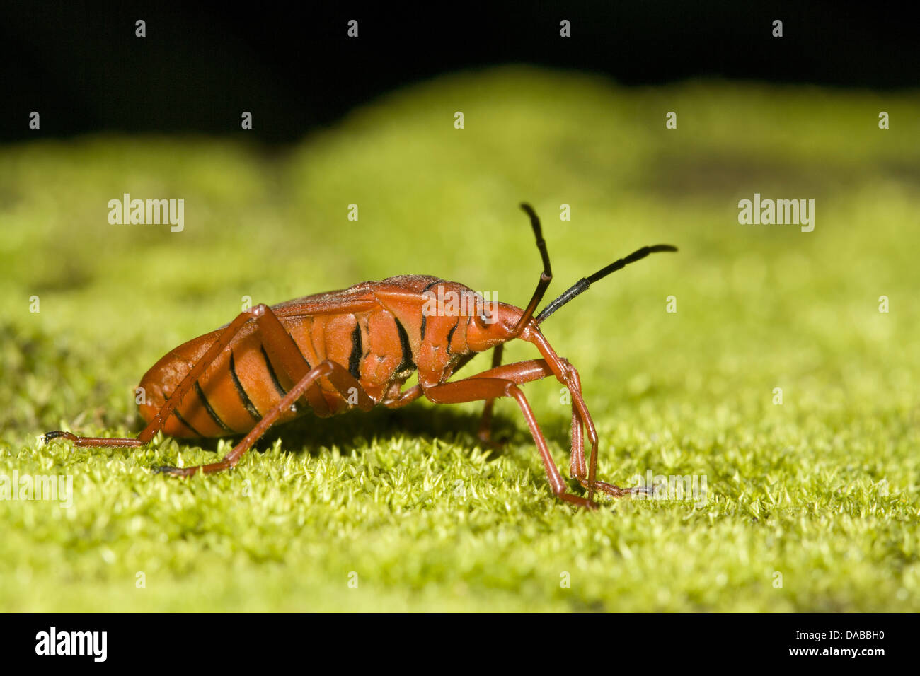 Red Silk cotton bug. Dysdercus koenigii Location: Aarey Milk Colony ...