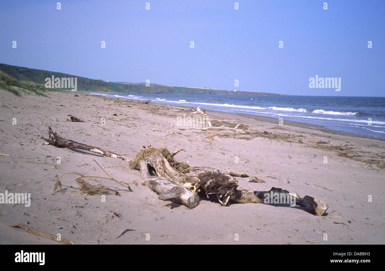 Saint Cyrus Beach High Resolution Stock Photography and Images - Alamy