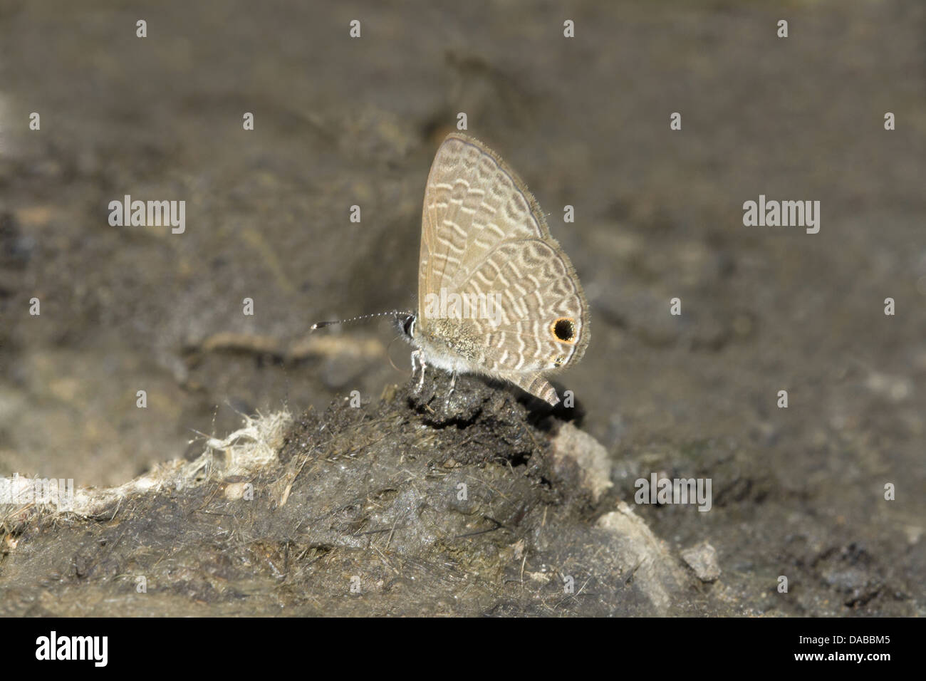 TAILESS LIME BLUE Chilades laius (Stoll) Common Golaghat District ...