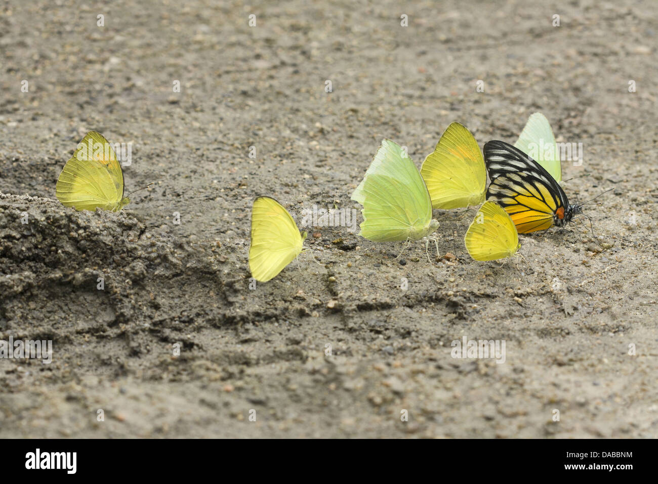 Butterflies mud puddling, Golaghat District, Assam, INDIA Stock Photo ...