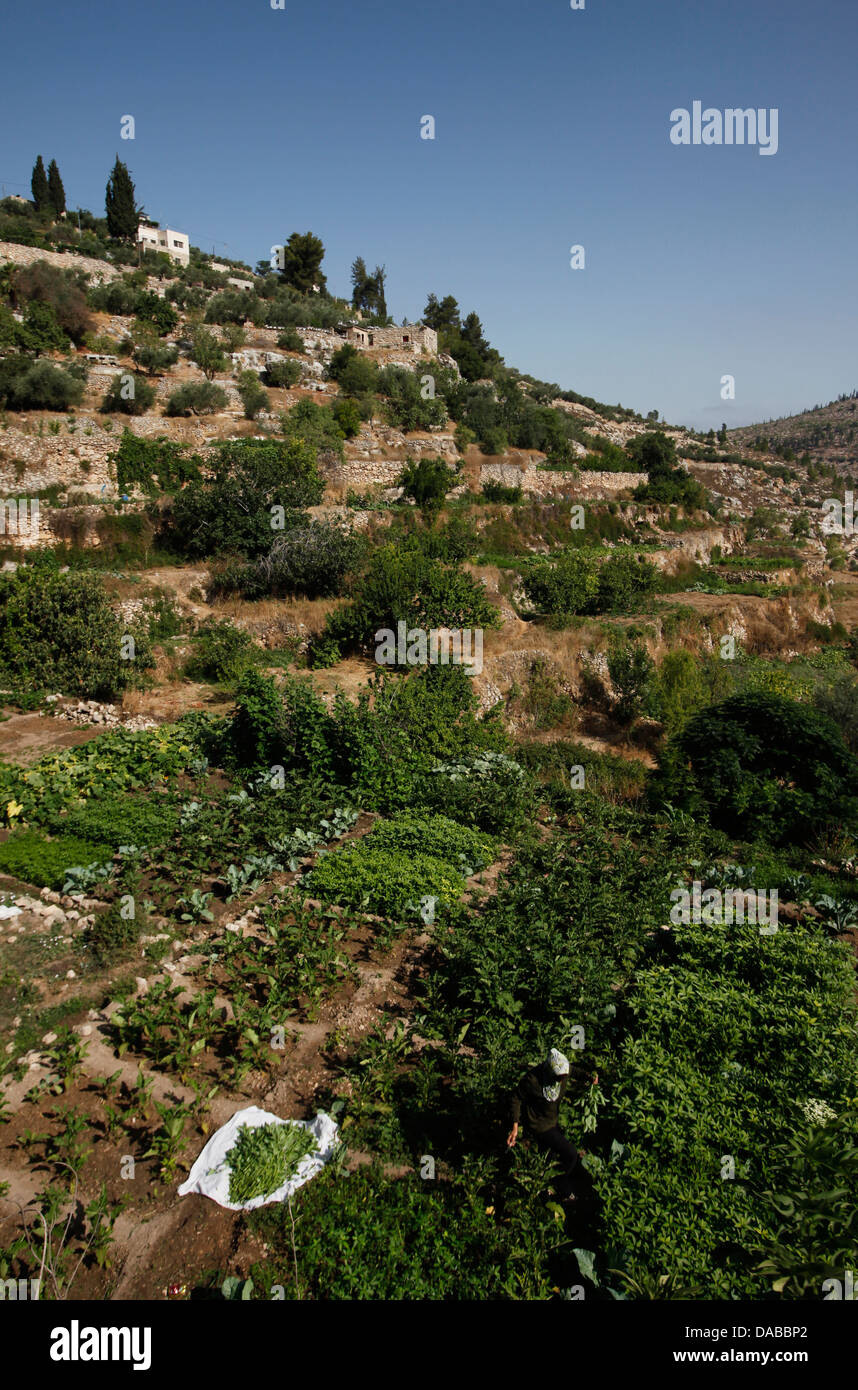 View of the ancient terraces of Battir, which are located west of ...