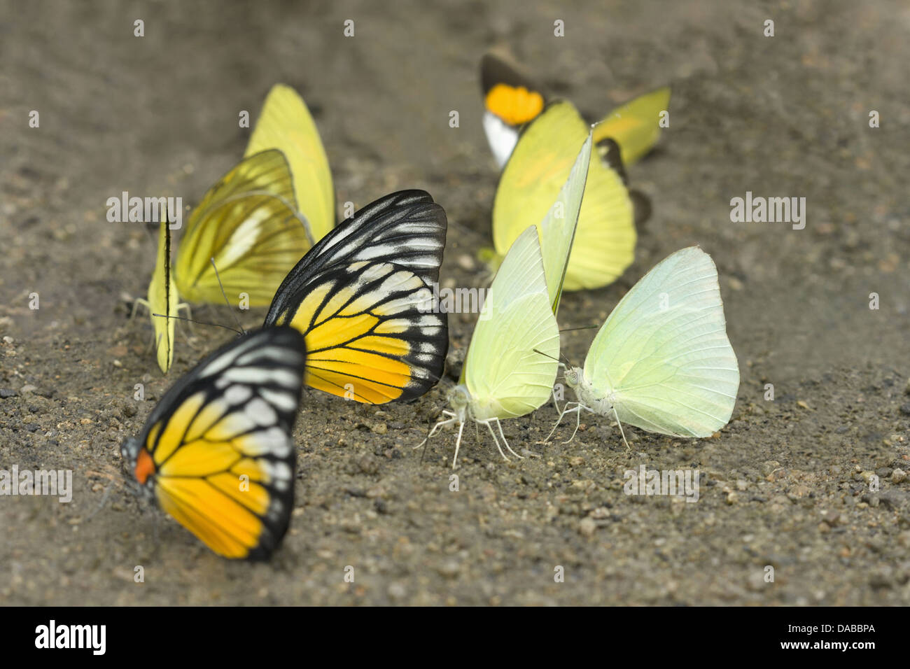 Butterflies mud puddling, Golaghat District, Assam, INDIA Stock Photo ...