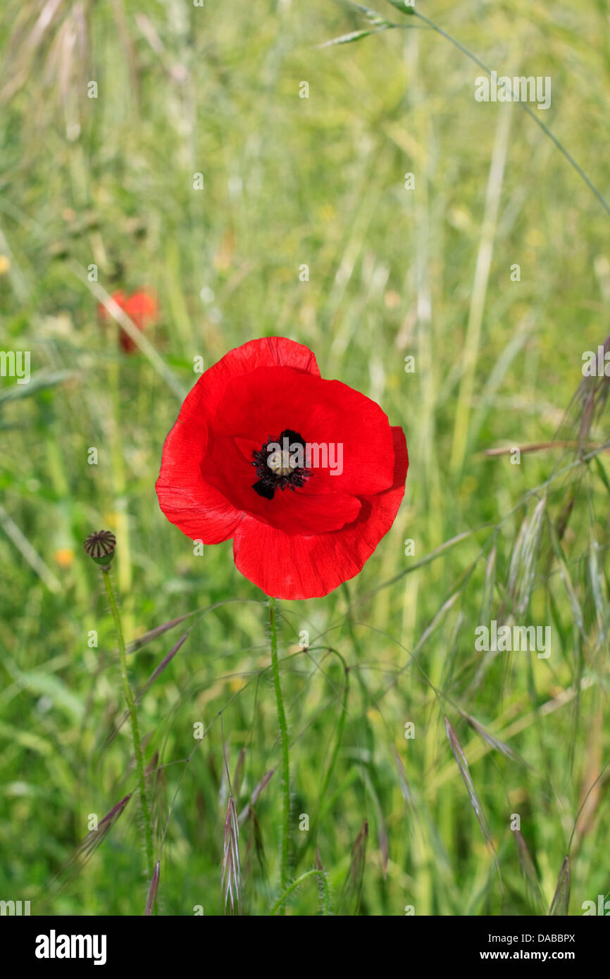 Single poppy on the edge of a farmer's field; green background Stock ...