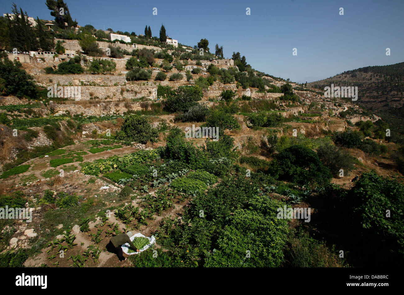 View of the ancient terraces of Battir, which are located west of ...