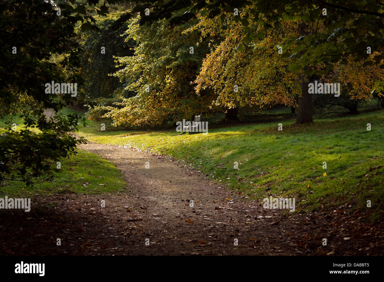 A woodland path in dappled autumn sunlight Stock Photo - Alamy