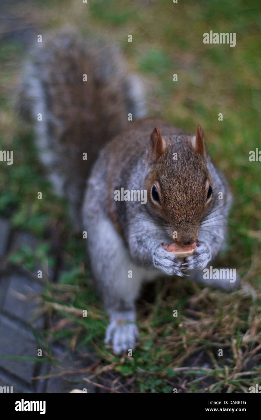 Tame eastern grey squirrel (Sciurus Carolinensis) eating nuts Stock ...