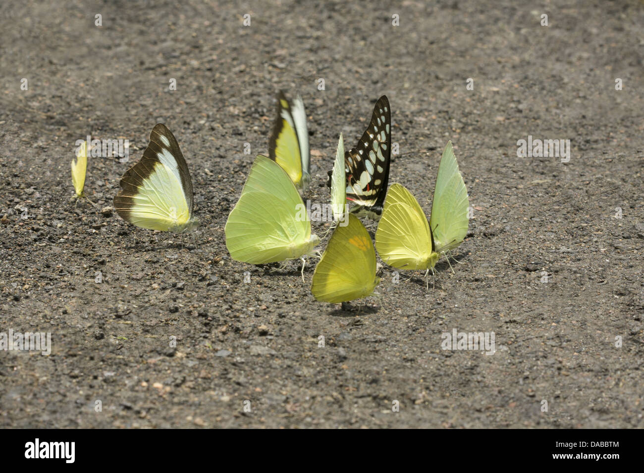 Butterflies mud puddling golaghat district hi-res stock photography and ...