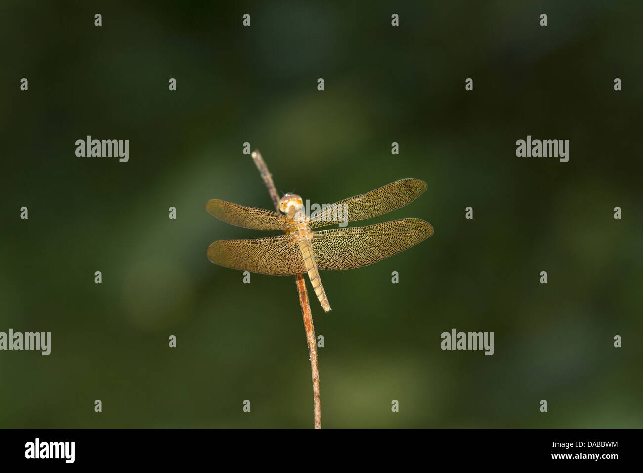 Dragonfly close up Location: Golaghat District, Assam Stock Photo - Alamy