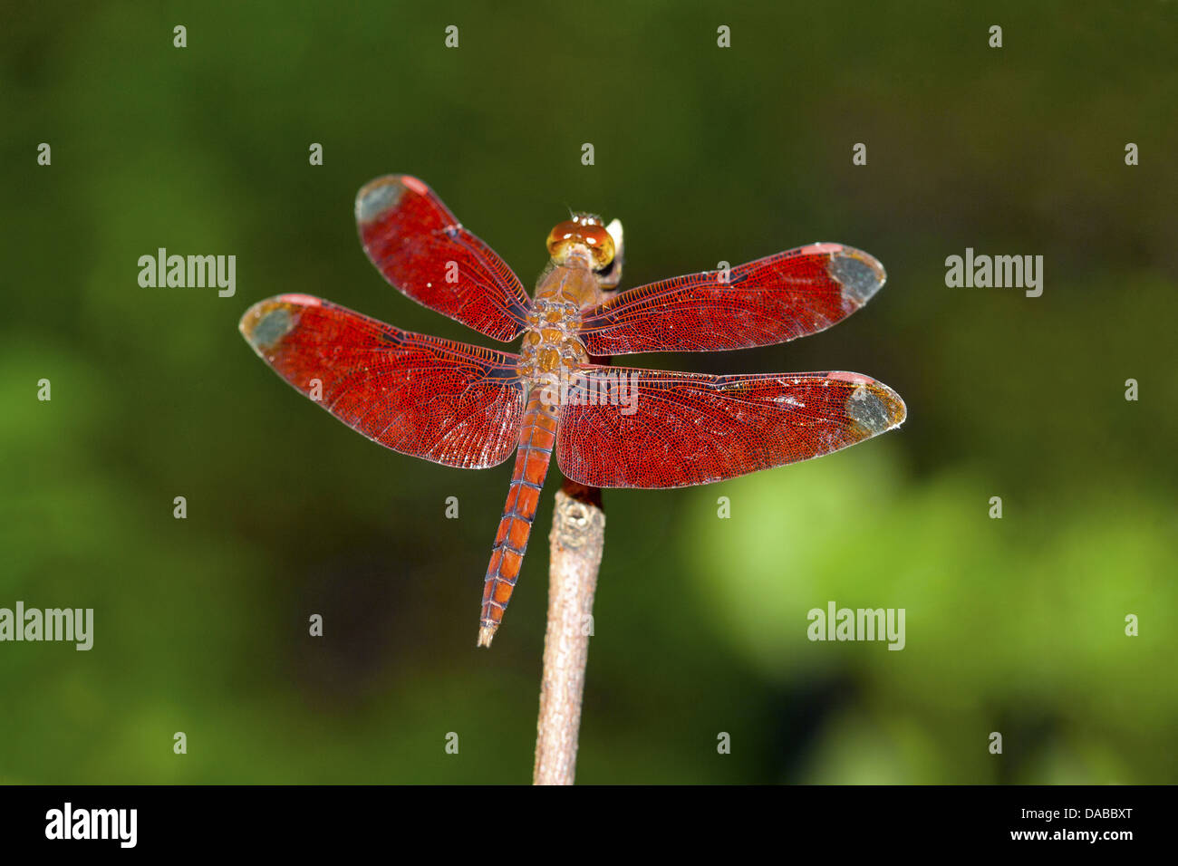 Dragonfly close up Location: Golaghat District, Assam Stock Photo - Alamy