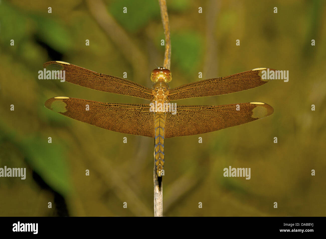 Dragonfly close up Location: Golaghat District, Assam Stock Photo - Alamy