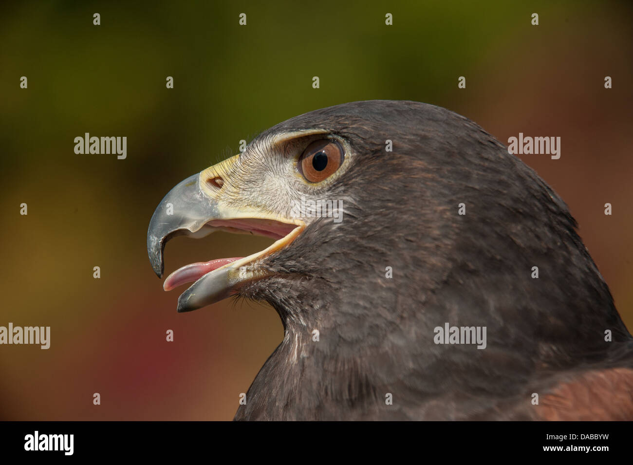 Bird Of Prey Beak Open High Resolution Stock Photography and Images - Alamy