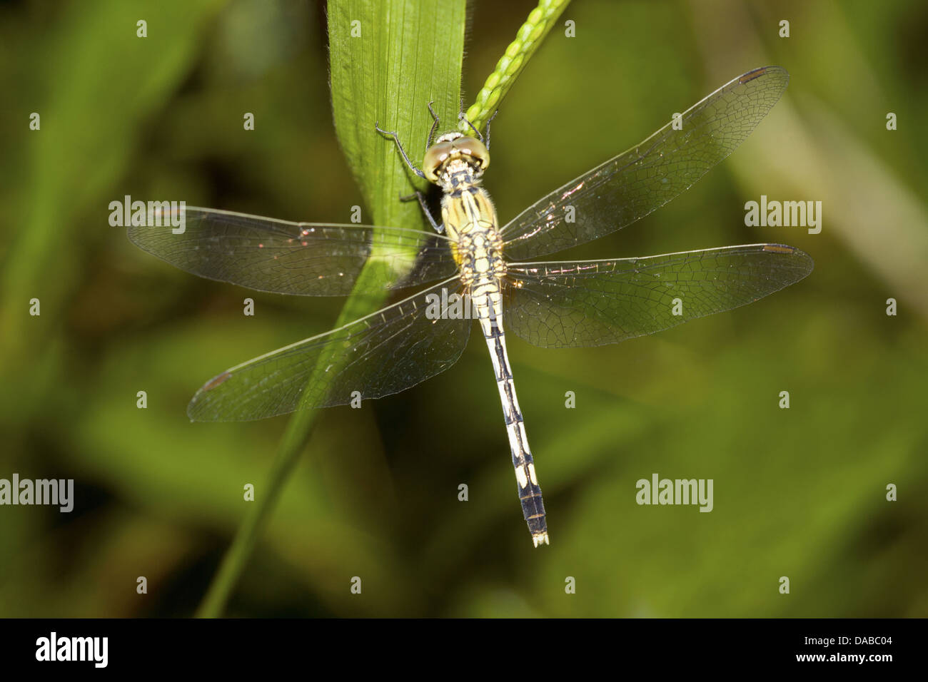 Dragonfly close up Location: Golaghat District, Assam Stock Photo - Alamy