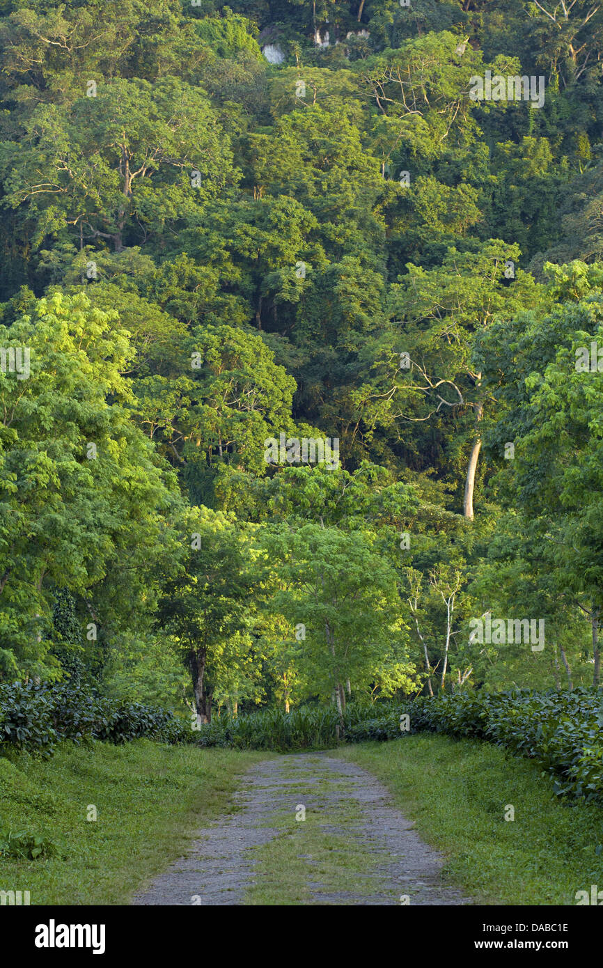 Beautiful landscape of assam hi-res stock photography and images - Alamy