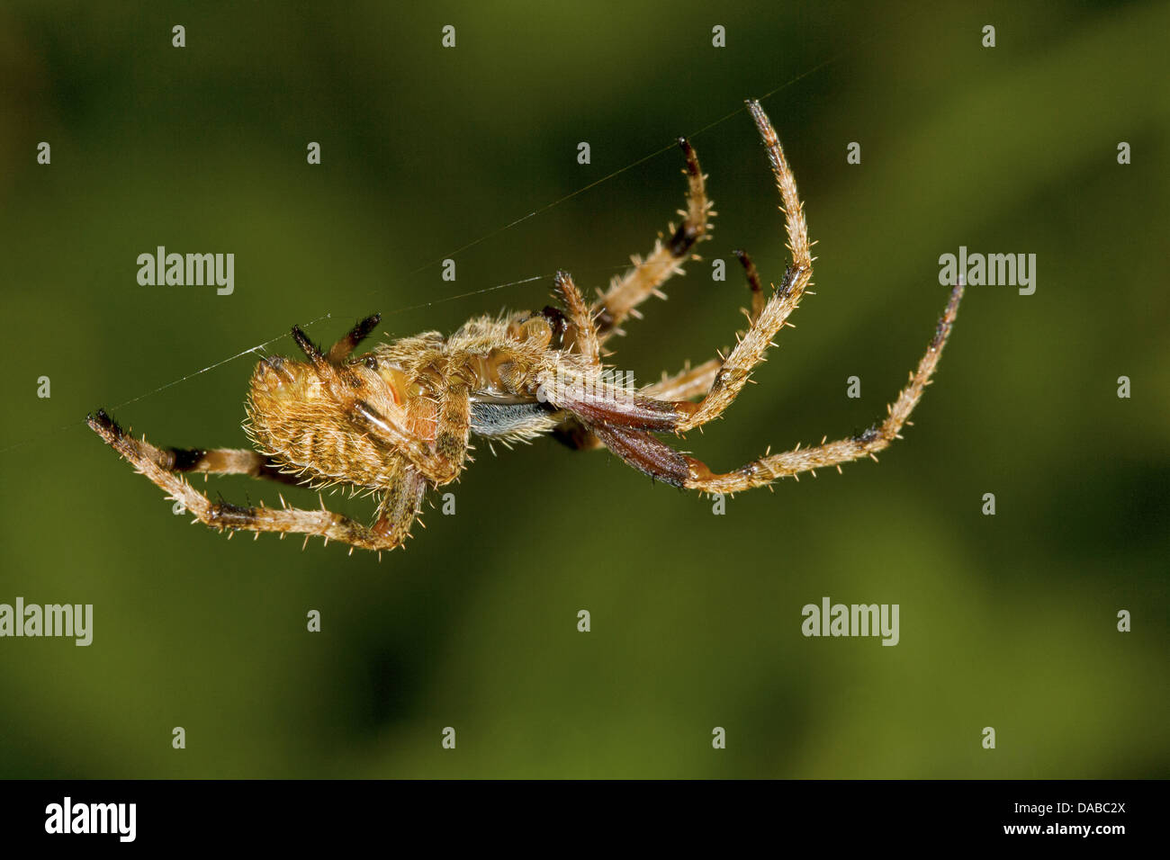 India poisonous spider hi-res stock photography and images - Alamy