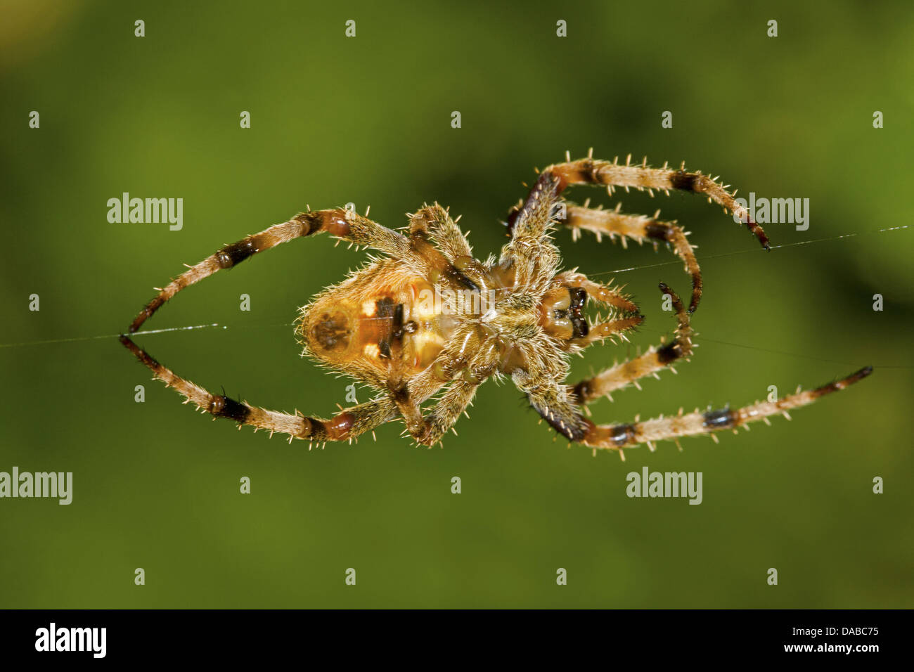 India Poisonous Spider High Resolution Stock Photography and Images - Alamy