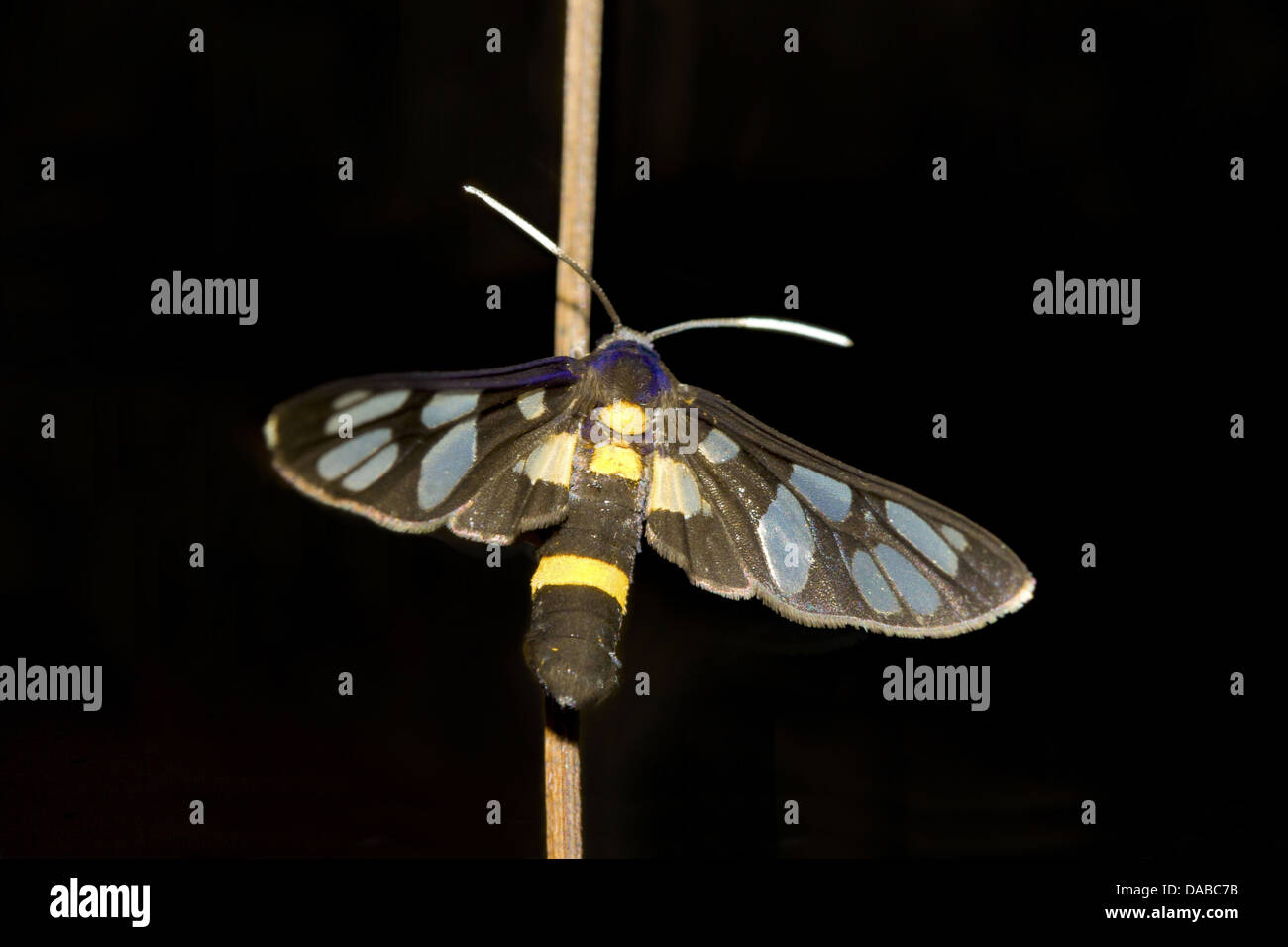 Assam moth hi-res stock photography and images - Alamy