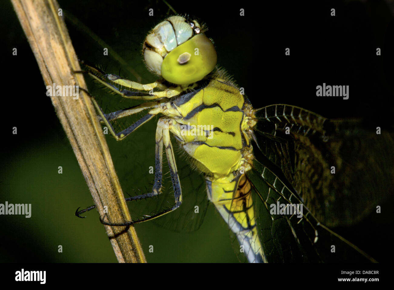 Dragonfly wing hi-res stock photography and images - Alamy