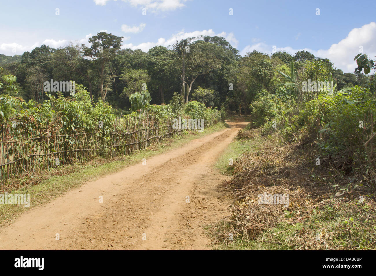 Bio fencing against wildlife on a forest path in Kuveshi village ...