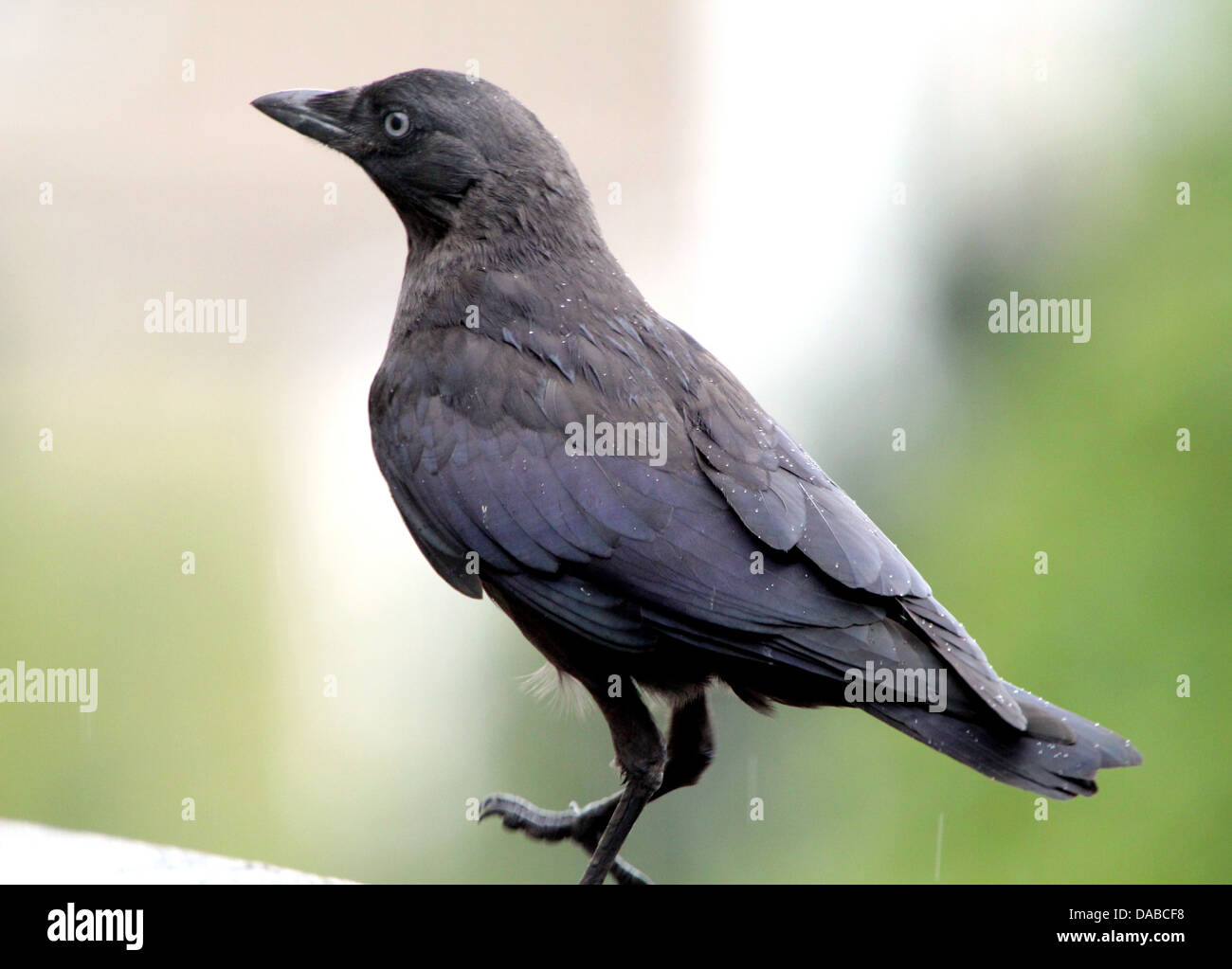 Male jackdaw hi-res stock photography and images - Alamy